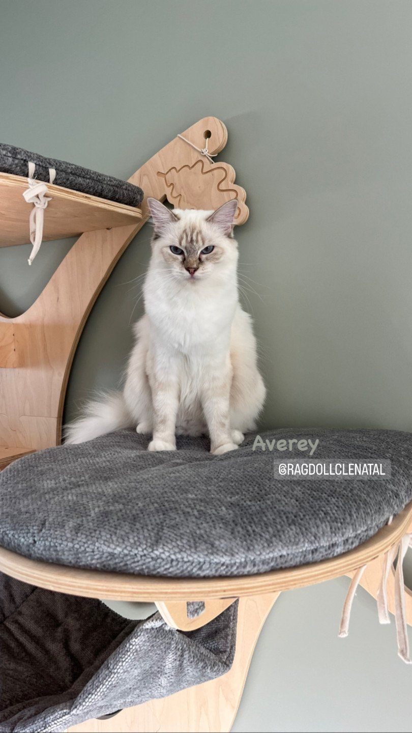 Averey Over The Moon - Chat Ragdoll Essonne | La Chatterie de Clénatal