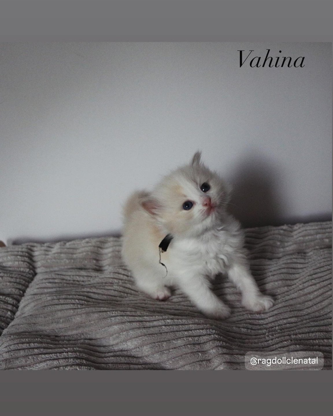 Portée DARLING PEACHES PUMBA 2024 : Close to Nature's Tasty Sweet ...