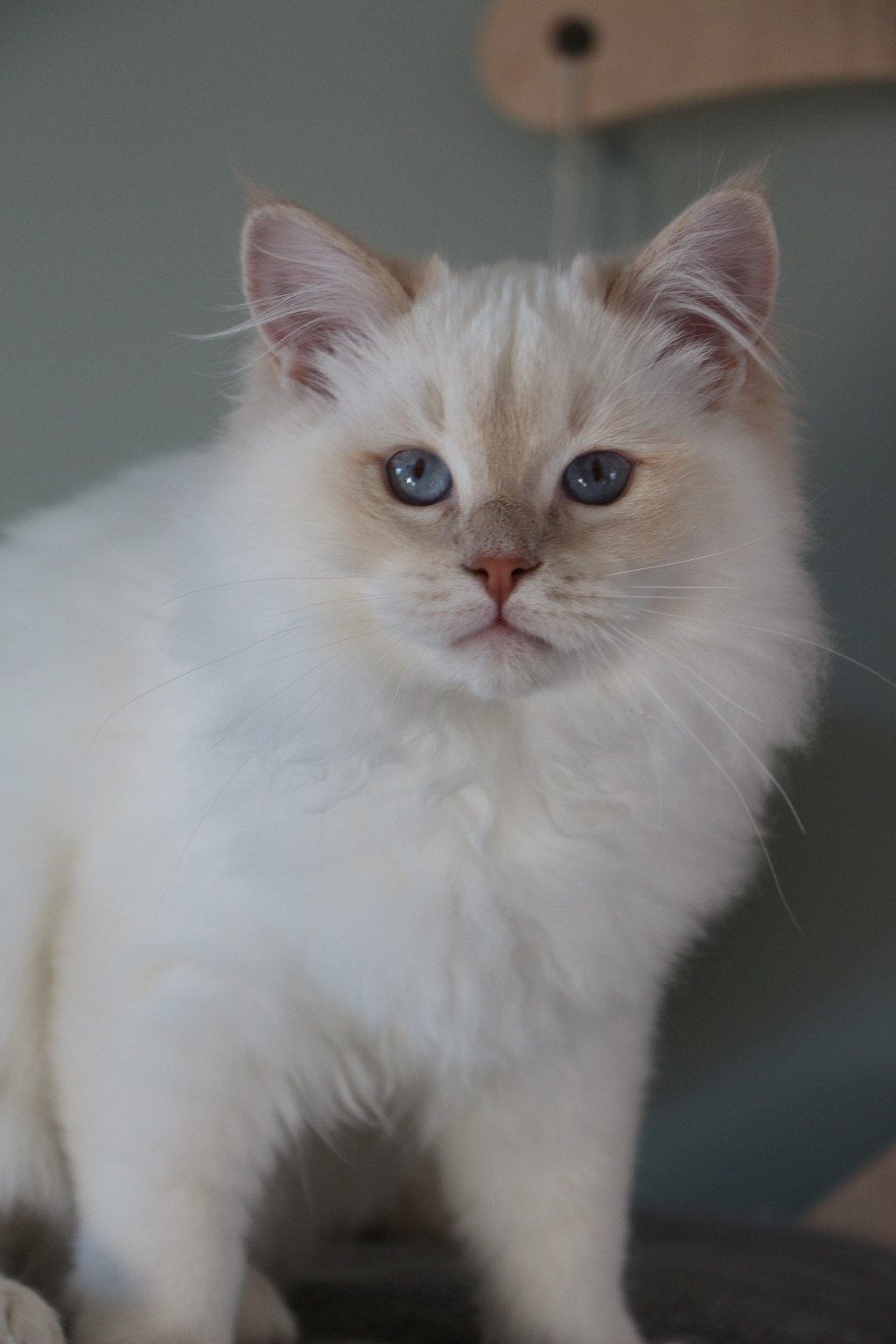 LAVENDER RAGDOLL FAWN TABBY SILVER POINT situé dans l'Essonne 91 proche ...