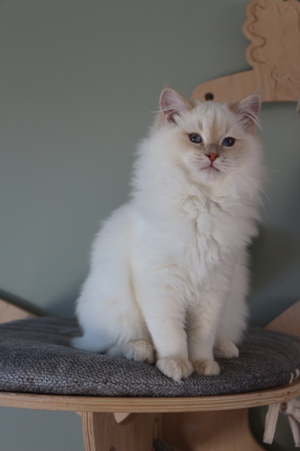 LAVENDER RAGDOLL FAWN TABBY SILVER POINT situé dans l'Essonne 91 proche ...