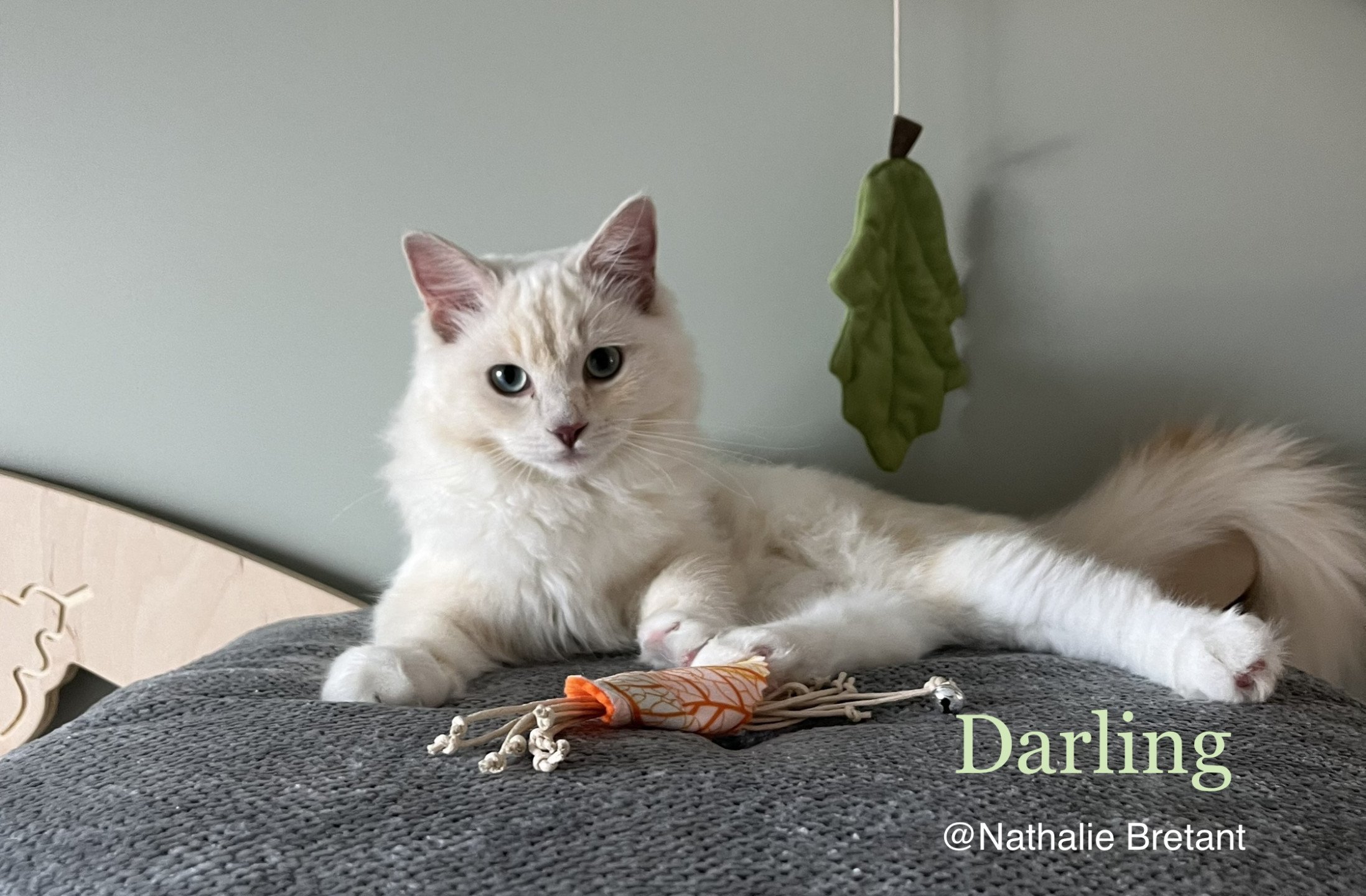 Femelle Ragdoll lilac tortie, Tasty Sweet Darling