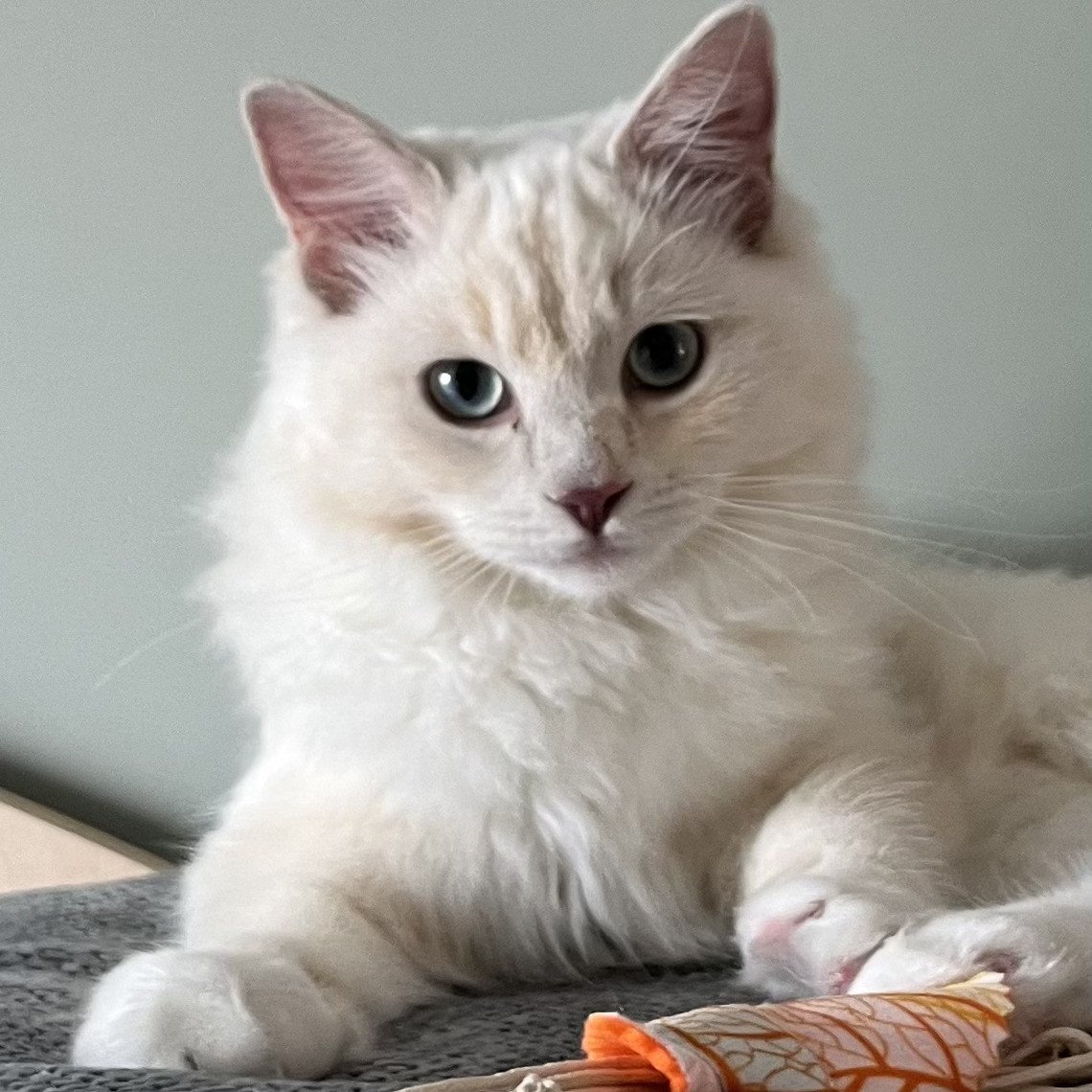 Femelle Ragdoll lilac tortie, Tasty Sweet Darling