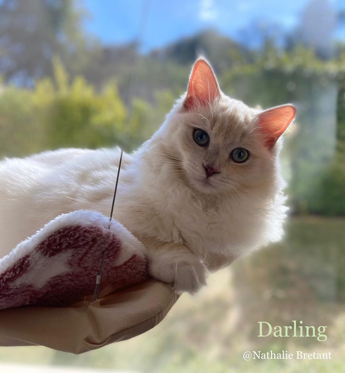 Femelle Ragdoll lilac tortie, Tasty Sweet Darling