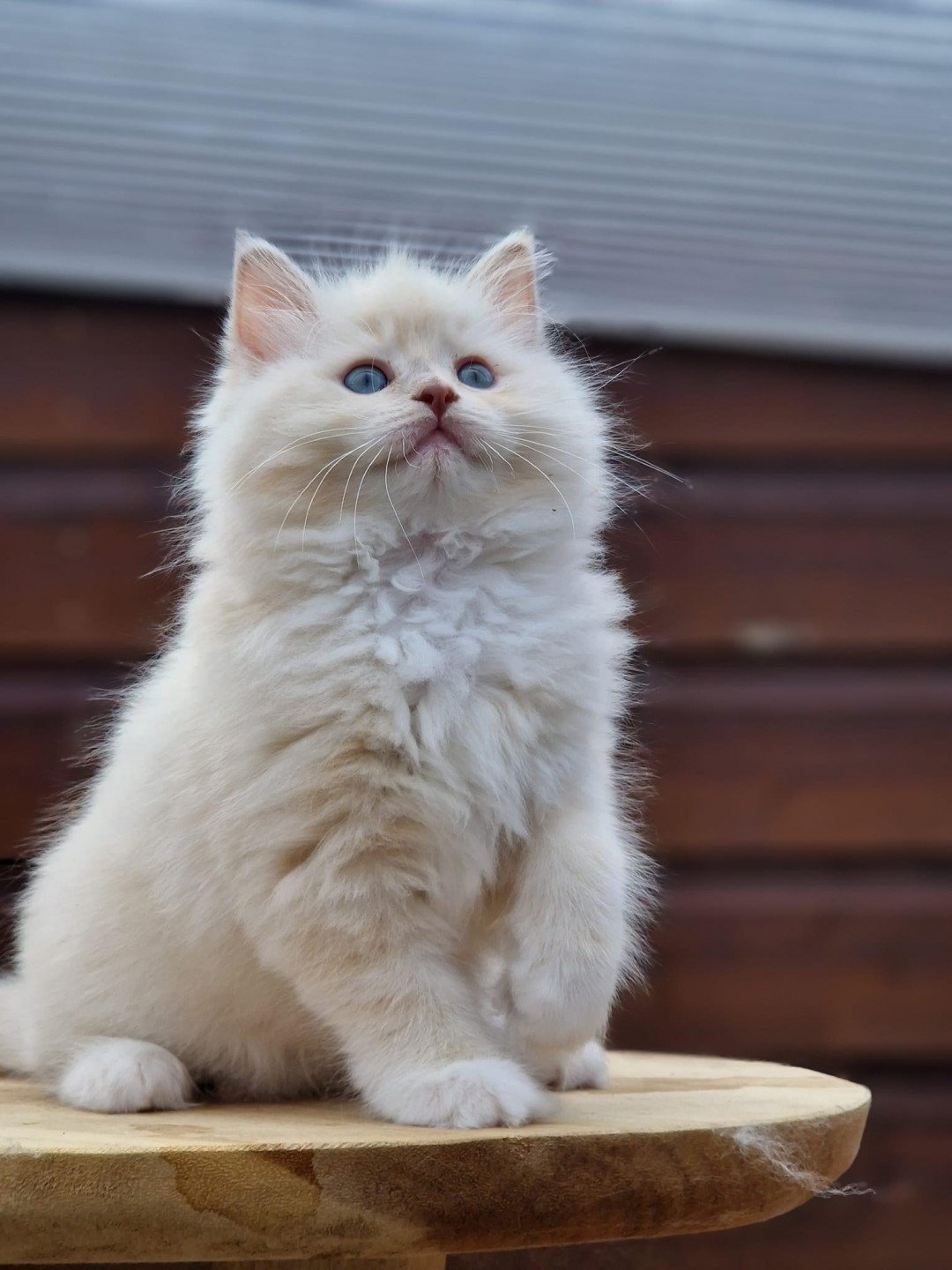 Femelle Ragdoll lilac tortie, Tasty Sweet Darling