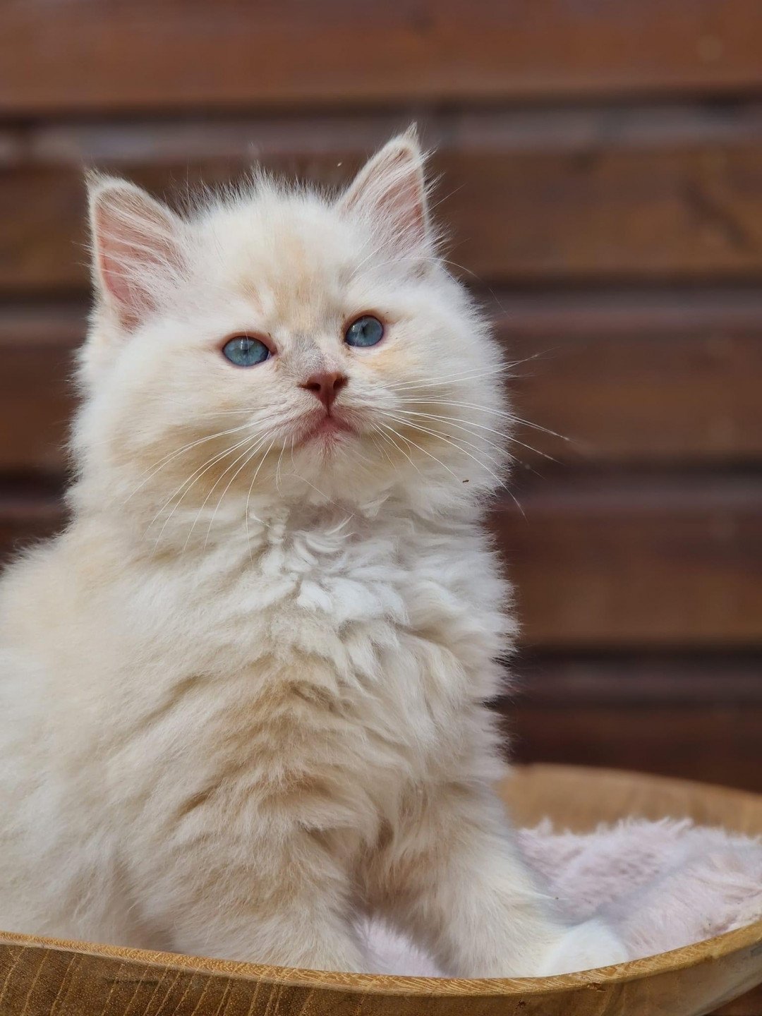 Femelle Ragdoll lilac tortie, Tasty Sweet Darling
