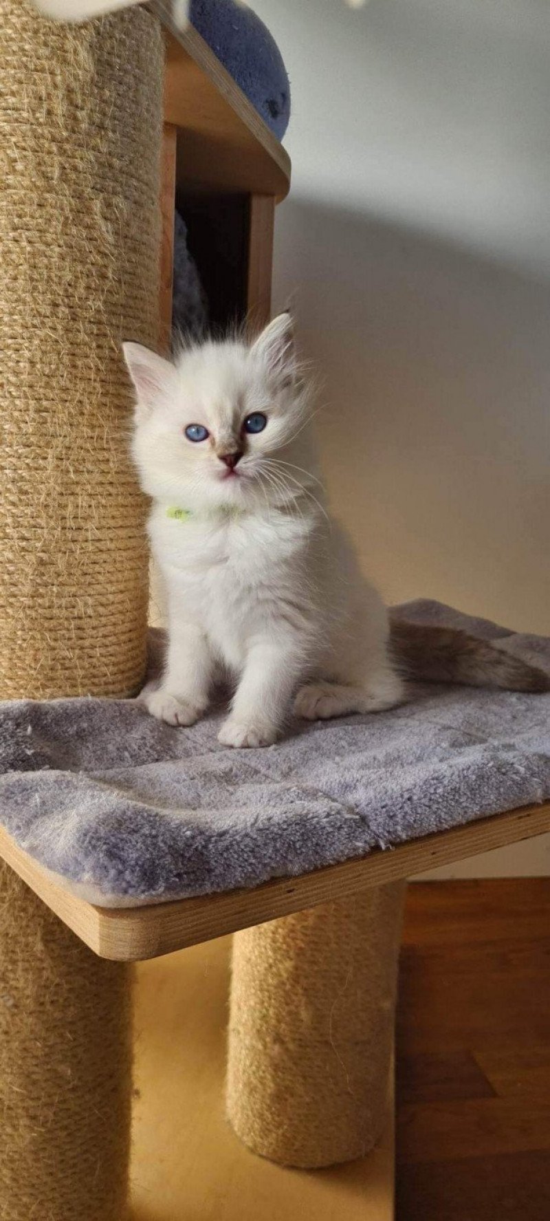 Averey Over The Moon - Chat Ragdoll Essonne | La Chatterie de Clénatal